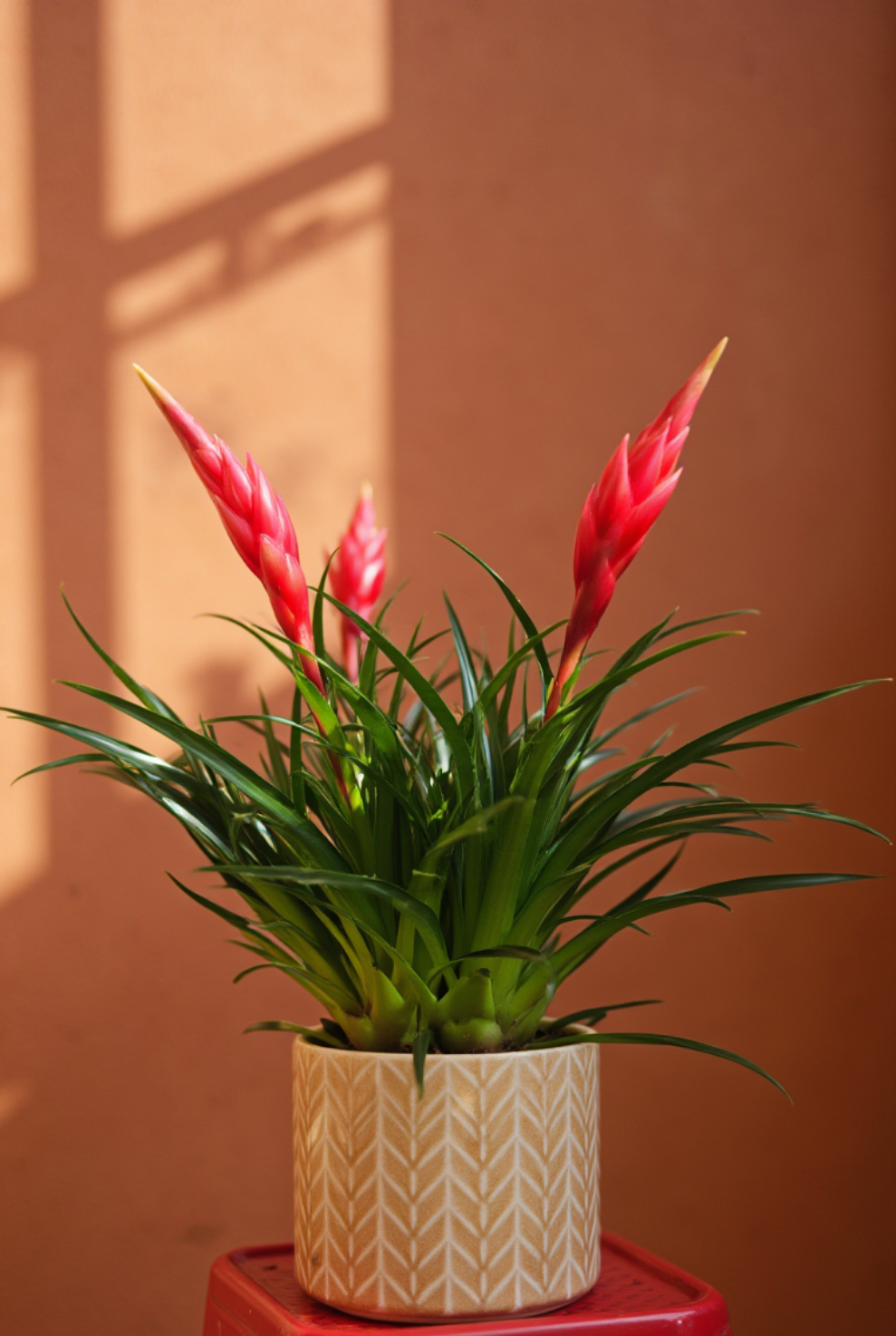 Flaming Sword Plant – Plant Warehouse